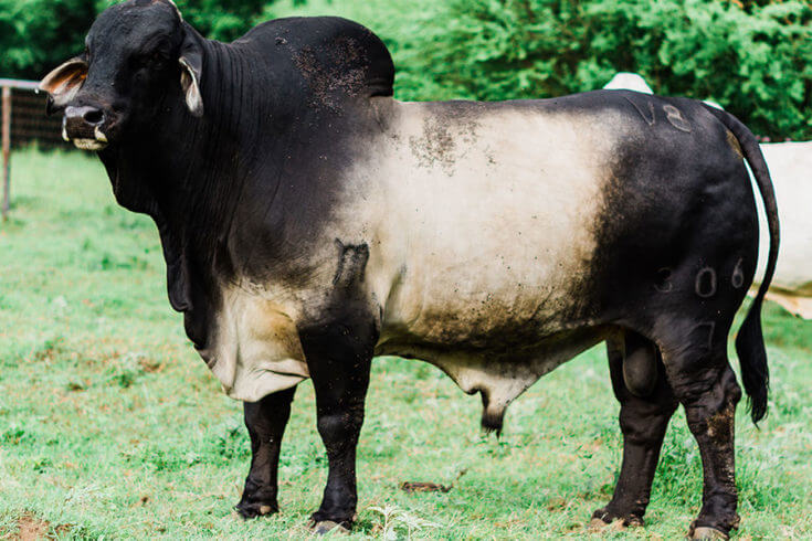 What Color Are Brahmans? - BRC Ranch