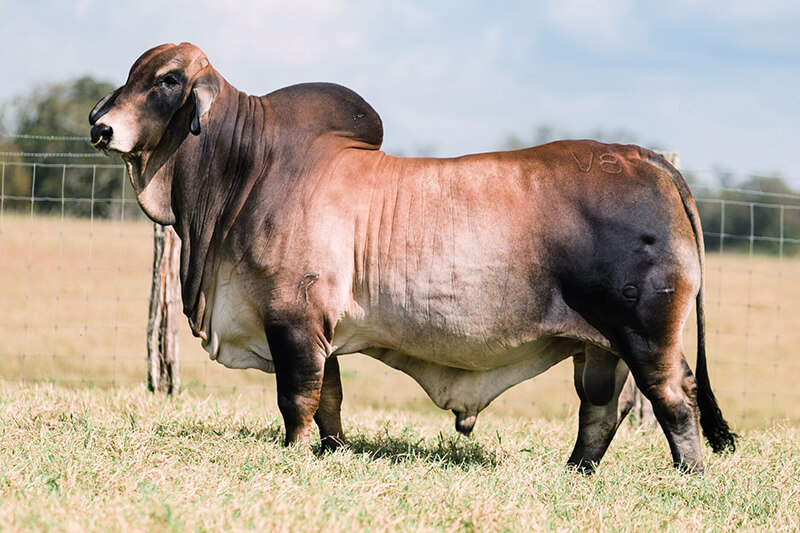 What Color Are Brahmans? - BRC Ranch