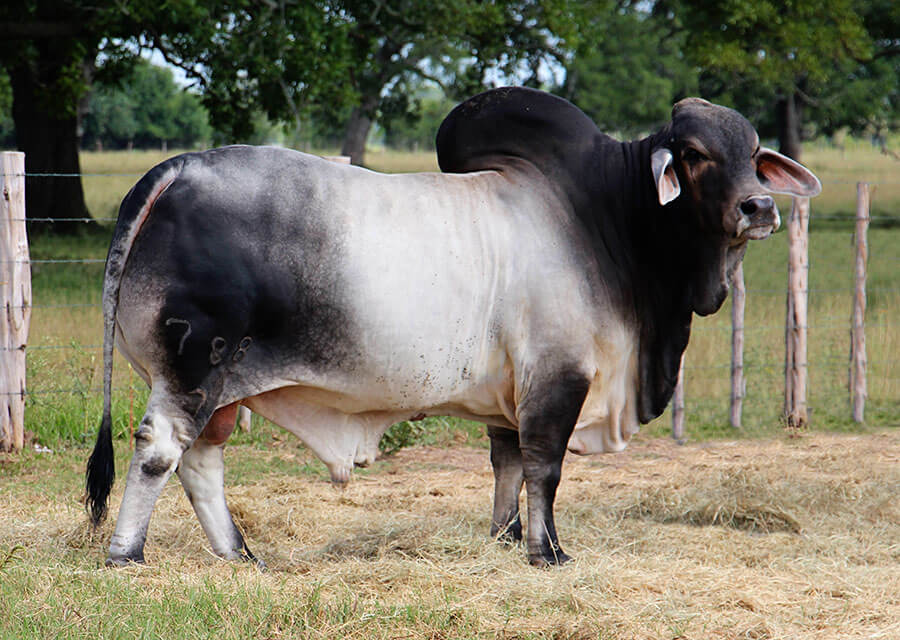 What Color Are Brahmans? - BRC Ranch