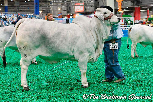 Three Generations of Houston Champion Females - BRC Ranch