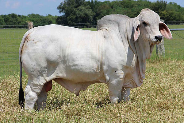 What Color Are Brahmans? - BRC Ranch