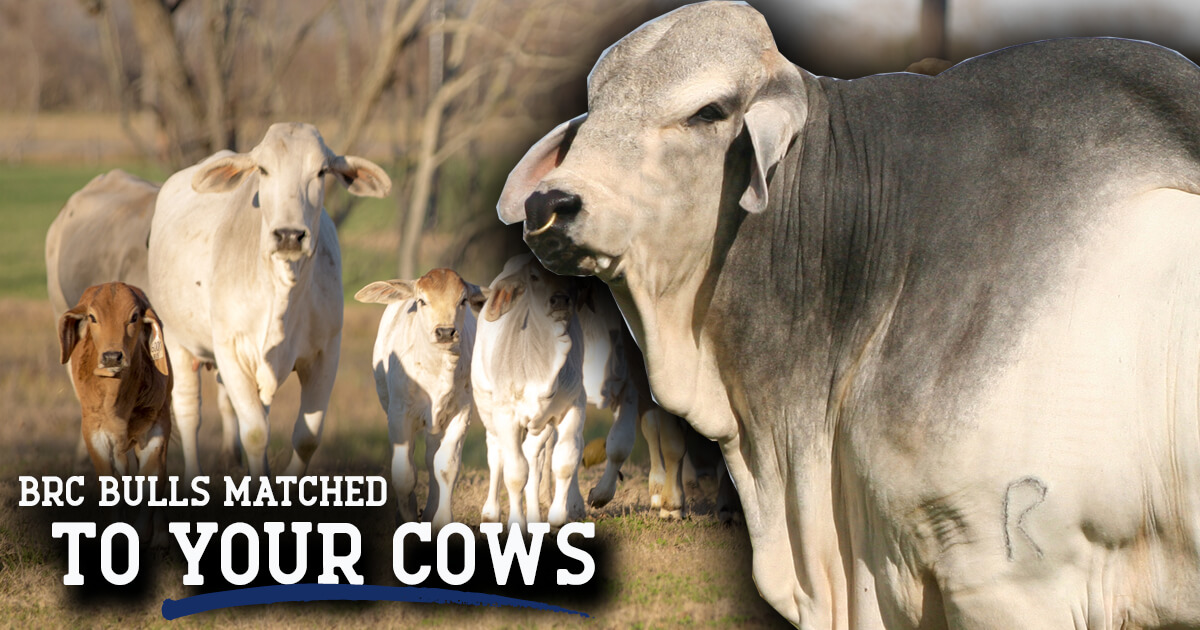 Match the Best BRC Bulls to Your Brahman Cows - BRC Ranch
