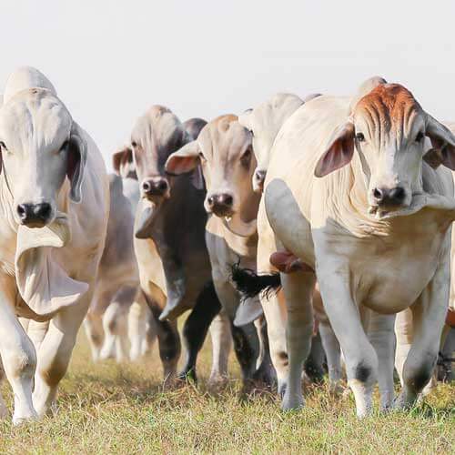 Brahman Cattle Photo Gallery - BRC Ranch