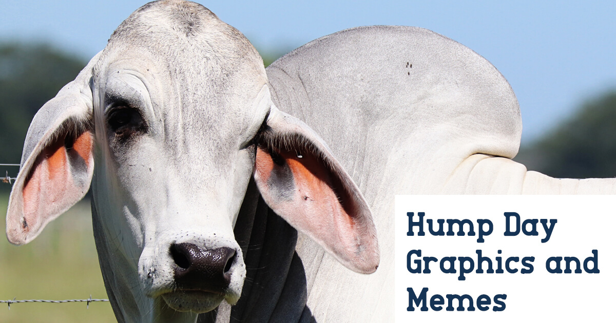 Hump Day Goat Memes