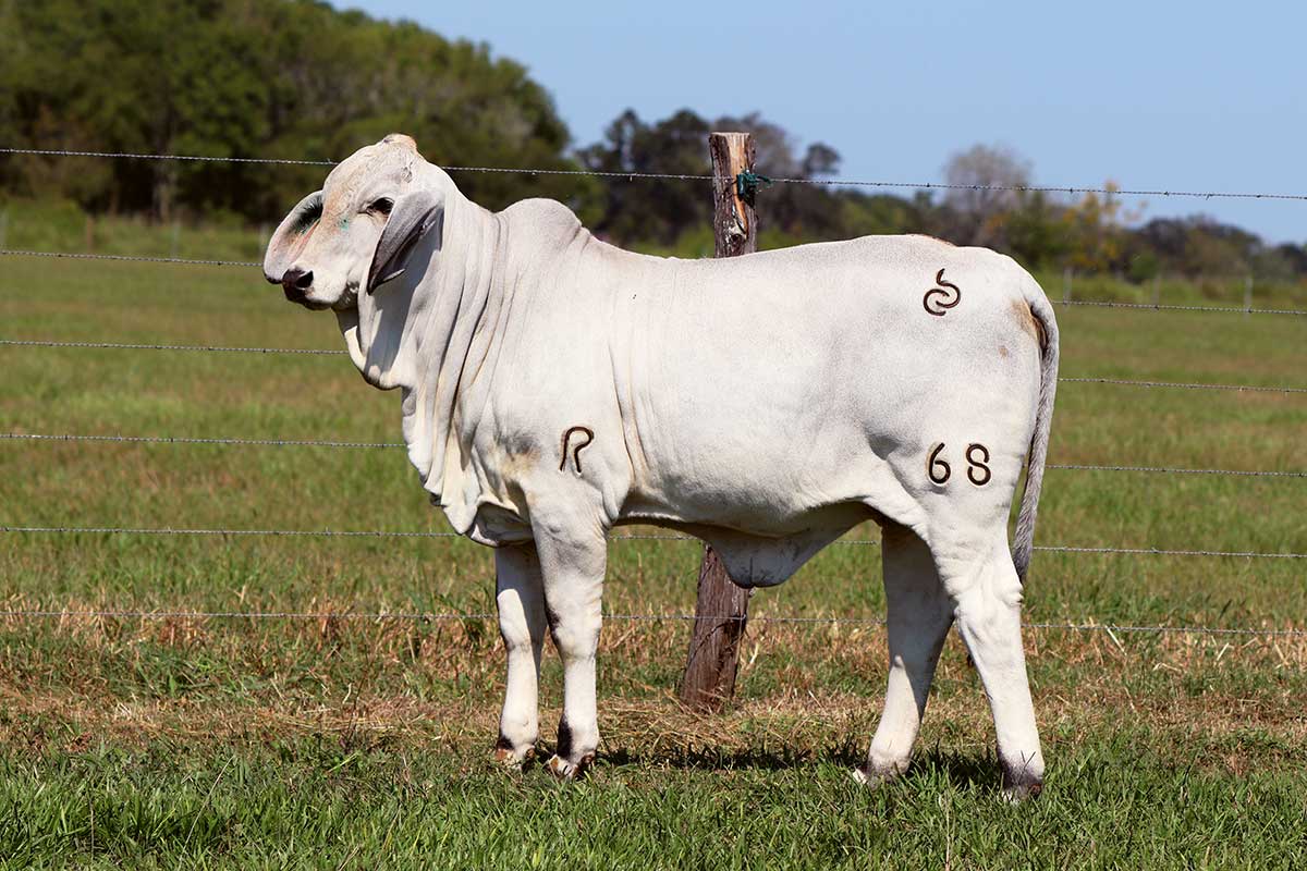 Brahman Cattle Photo Gallery - BRC Ranch