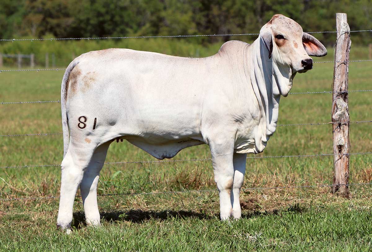 Brahman Cattle Photo Gallery - BRC Ranch
