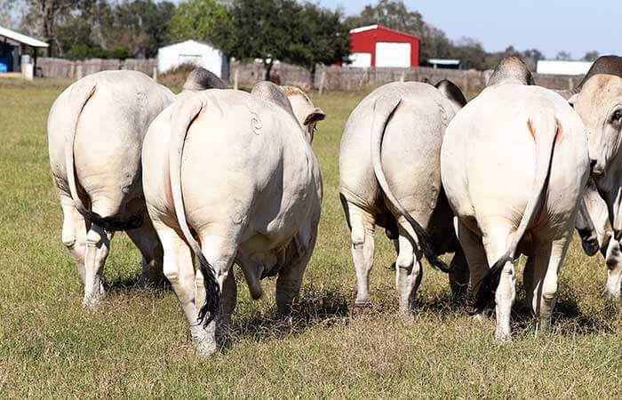 Brahman Cattle Photo Gallery - BRC Ranch