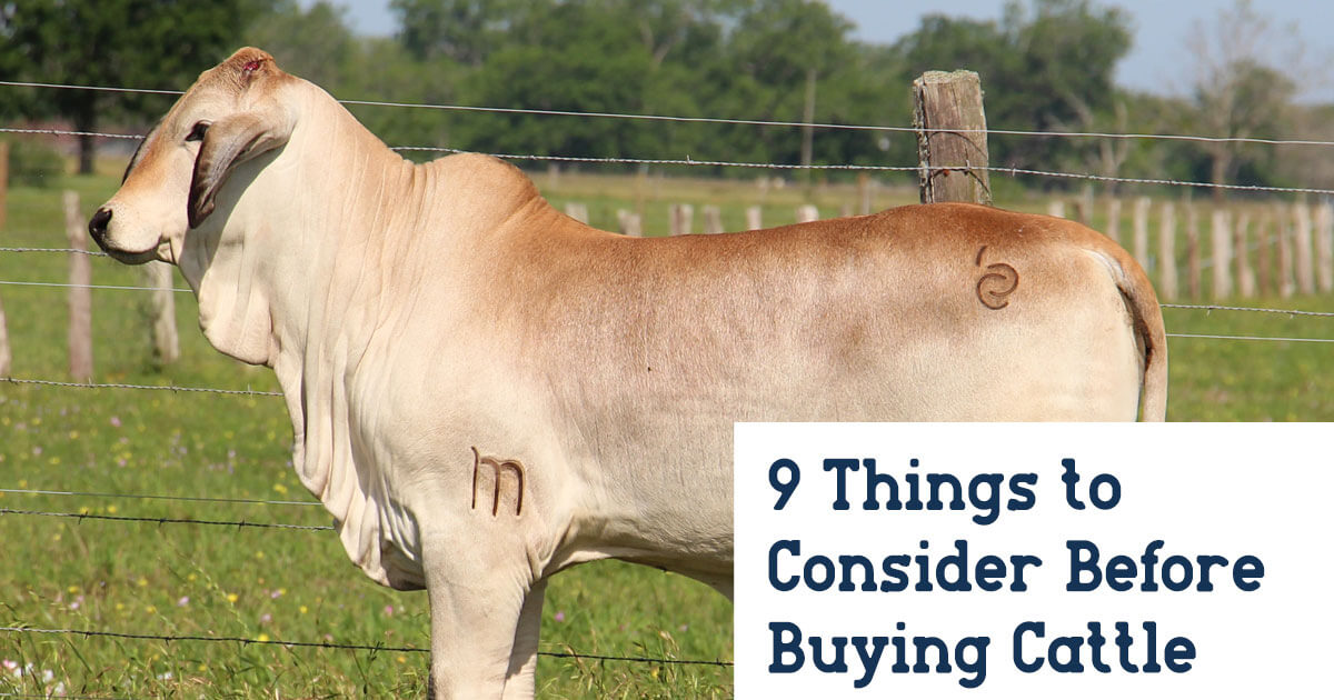 9 Things to Consider Before Buying Cattle - BRC Ranch