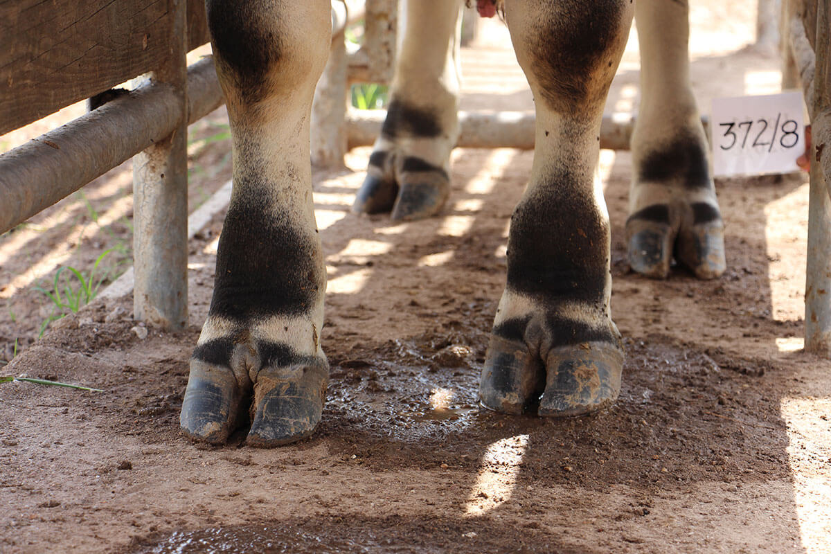 Foot Scoring in Brahman Cattle - BRC Ranch