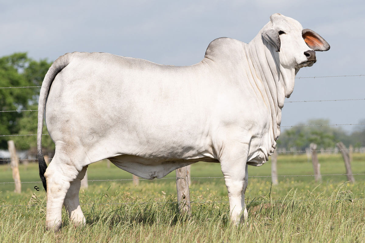 Who is the best Brahman breeder in the world? - BRC Ranch