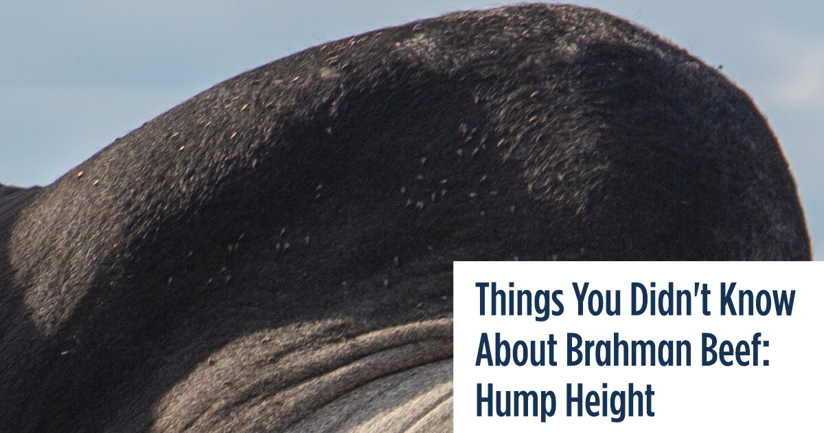 Things You Didn't Know About Brahman Beef: Hump Height - BRC Ranch