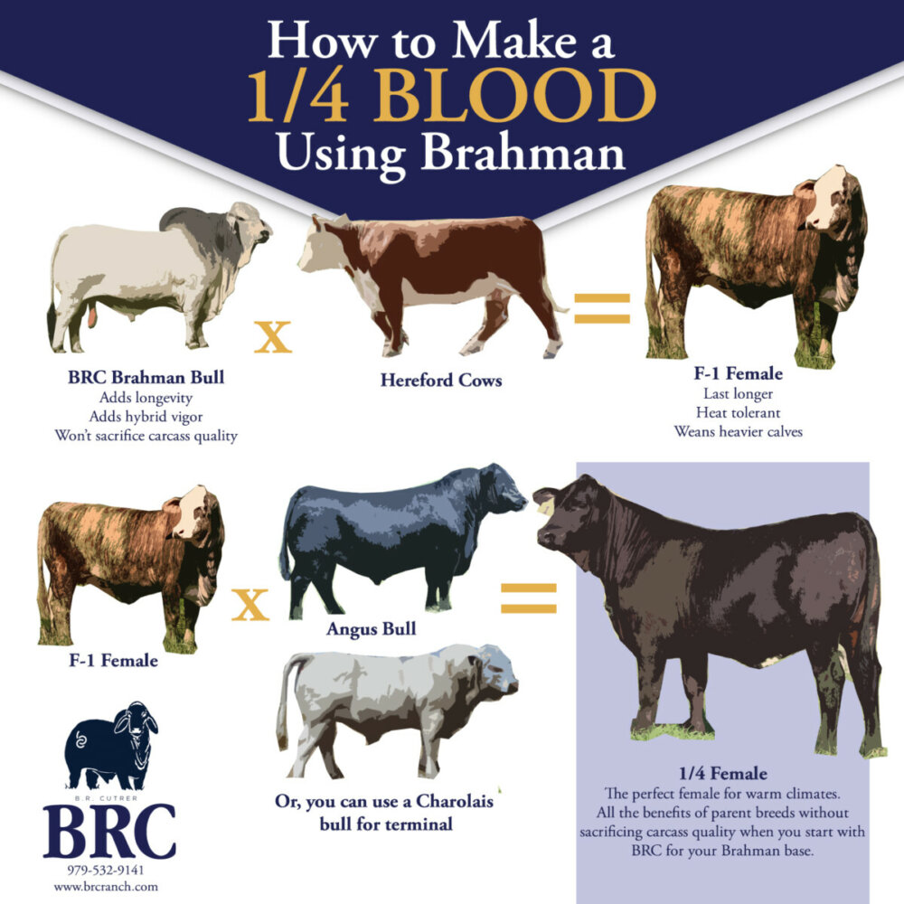 How to Make 1/4 Brahman Cattle - BRC Ranch
