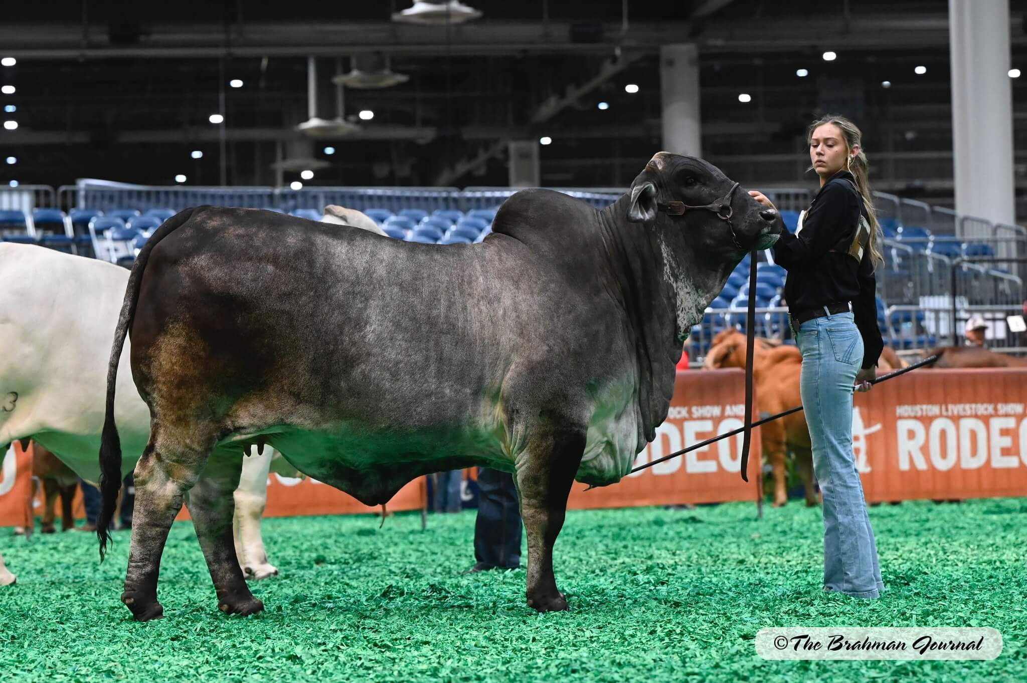 BRC Customers Win 9 Classes at the 2025 International Brahman Show ...