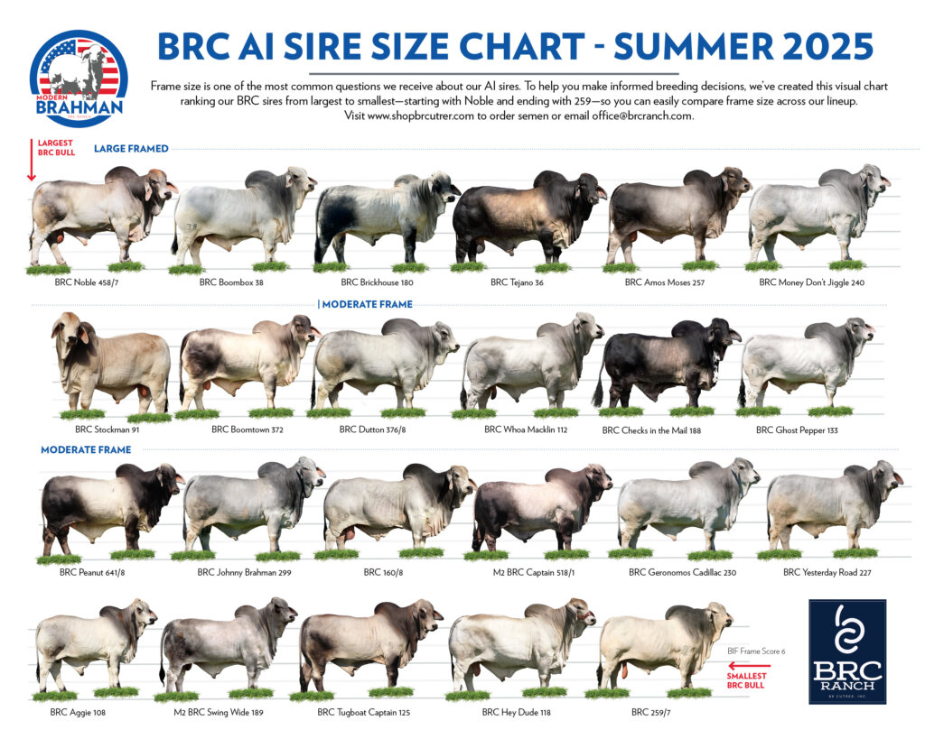 Size of BRC Brahman AI Sires - Summer 2025 - BRC Ranch