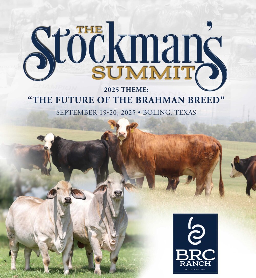 Brahman Education Archives - BRC Ranch