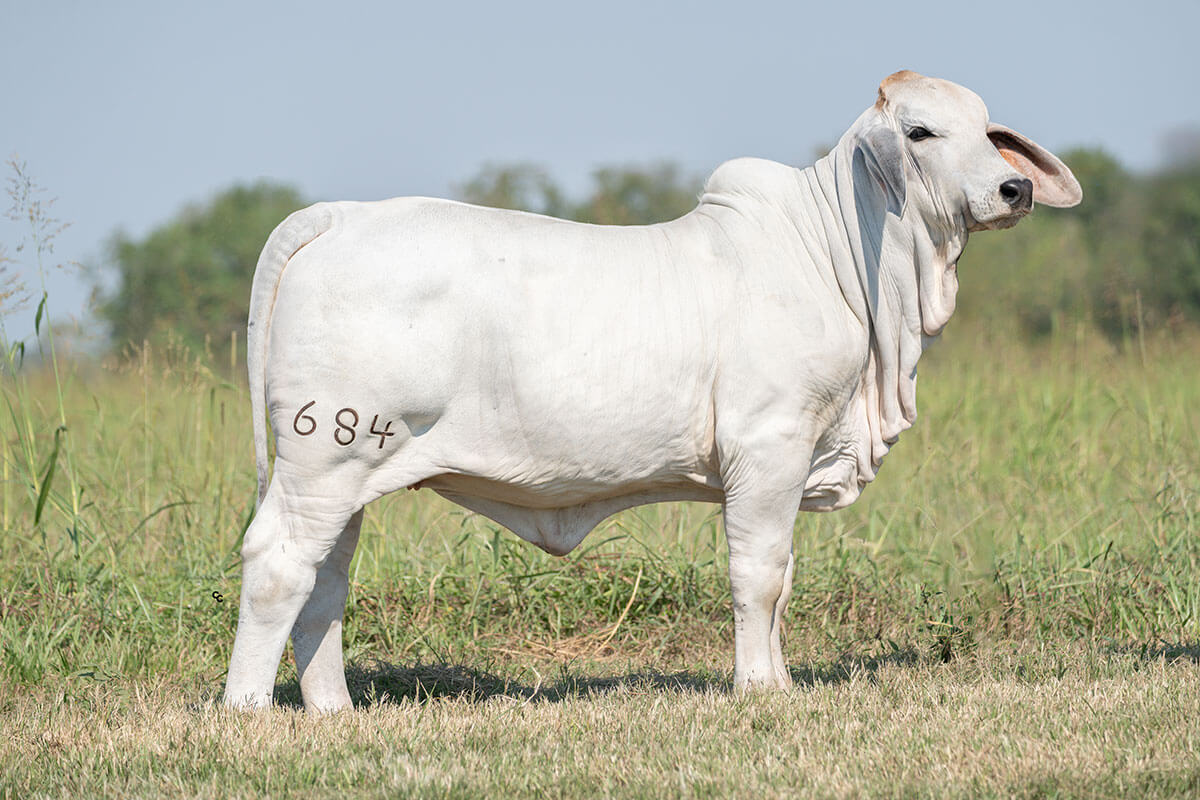BRC 160/8 Brahman Bull Bred and Owned by - BRC Ranch