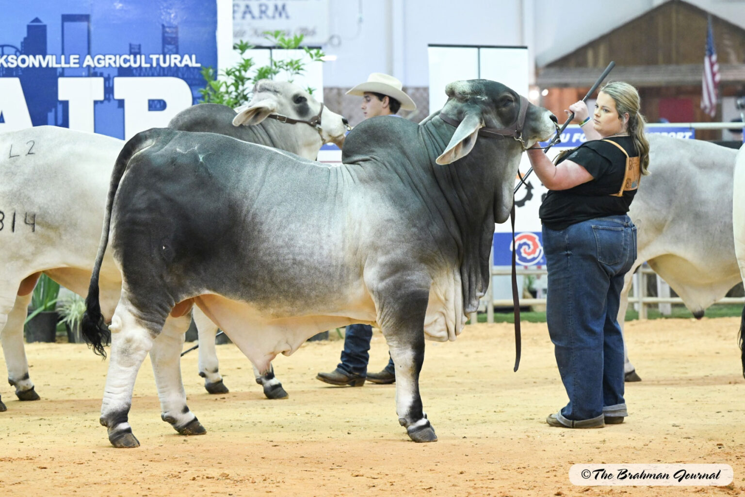 BRC Sires Champion Female and Bull at the 2025 Jacksonville Fair - BRC ...
